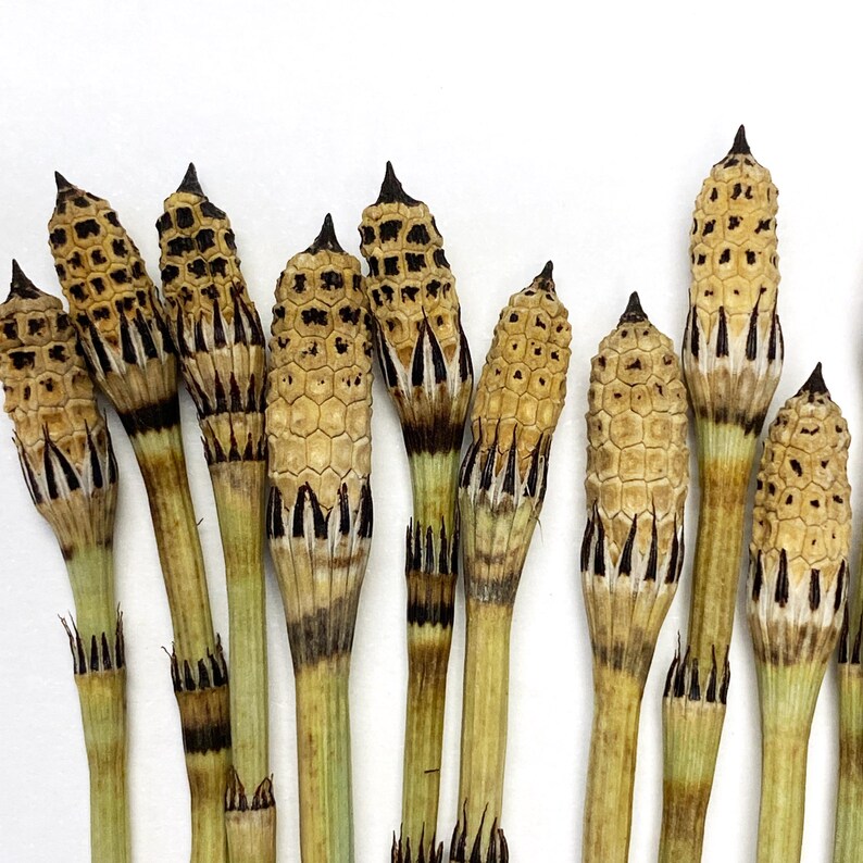 20 Horse Reed Seed Pods - Natural Materials - Craft Supplies - Art ...