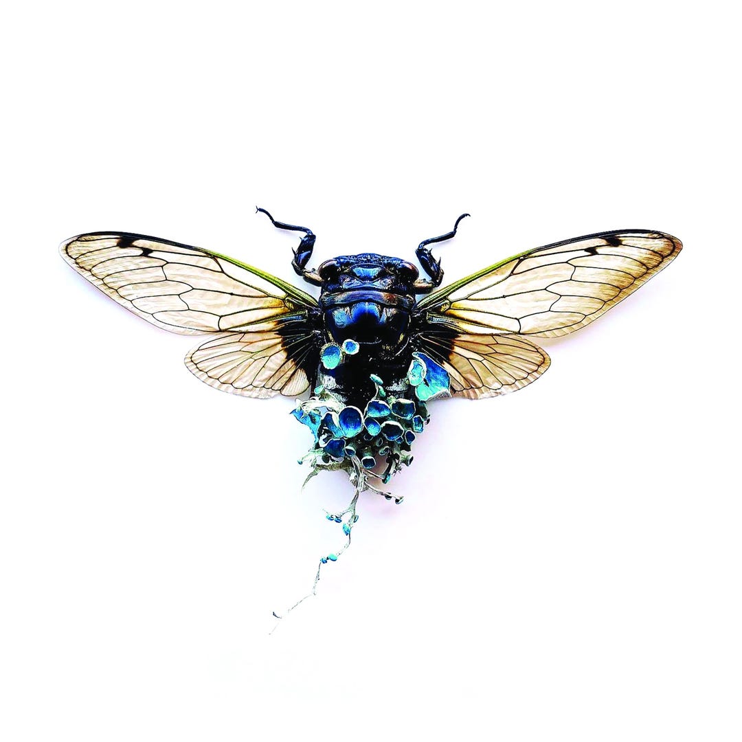 ART BY HUMANS - Cicada and Lichen Art Print by Adrienne Deloe - Etsy