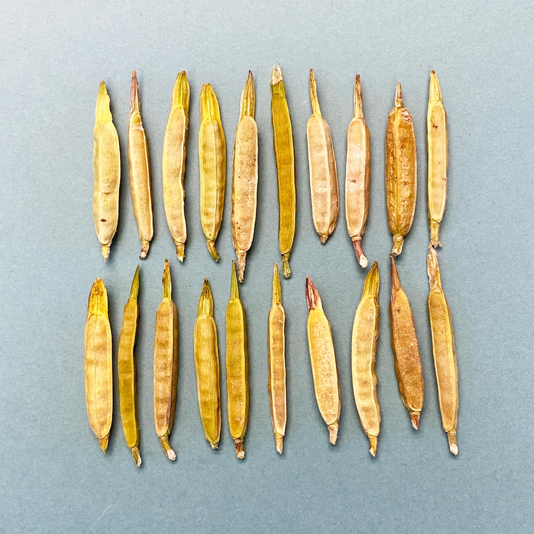20 Green Arugula Seed Pods - Natural Materials - Fairy Gardens - Craft ...