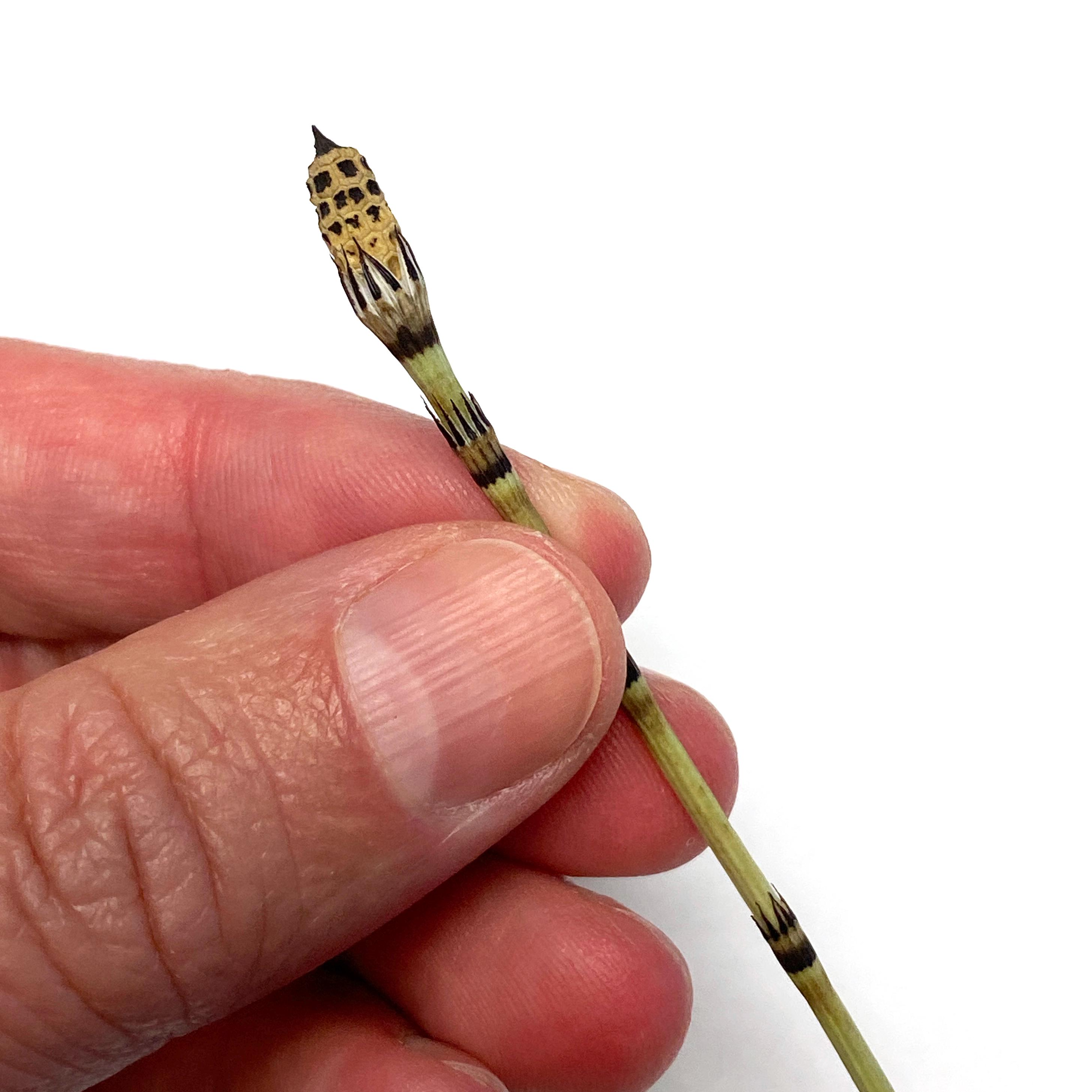 20 Horse Reed Seed Pods - Natural Materials - Craft Supplies - Art ...