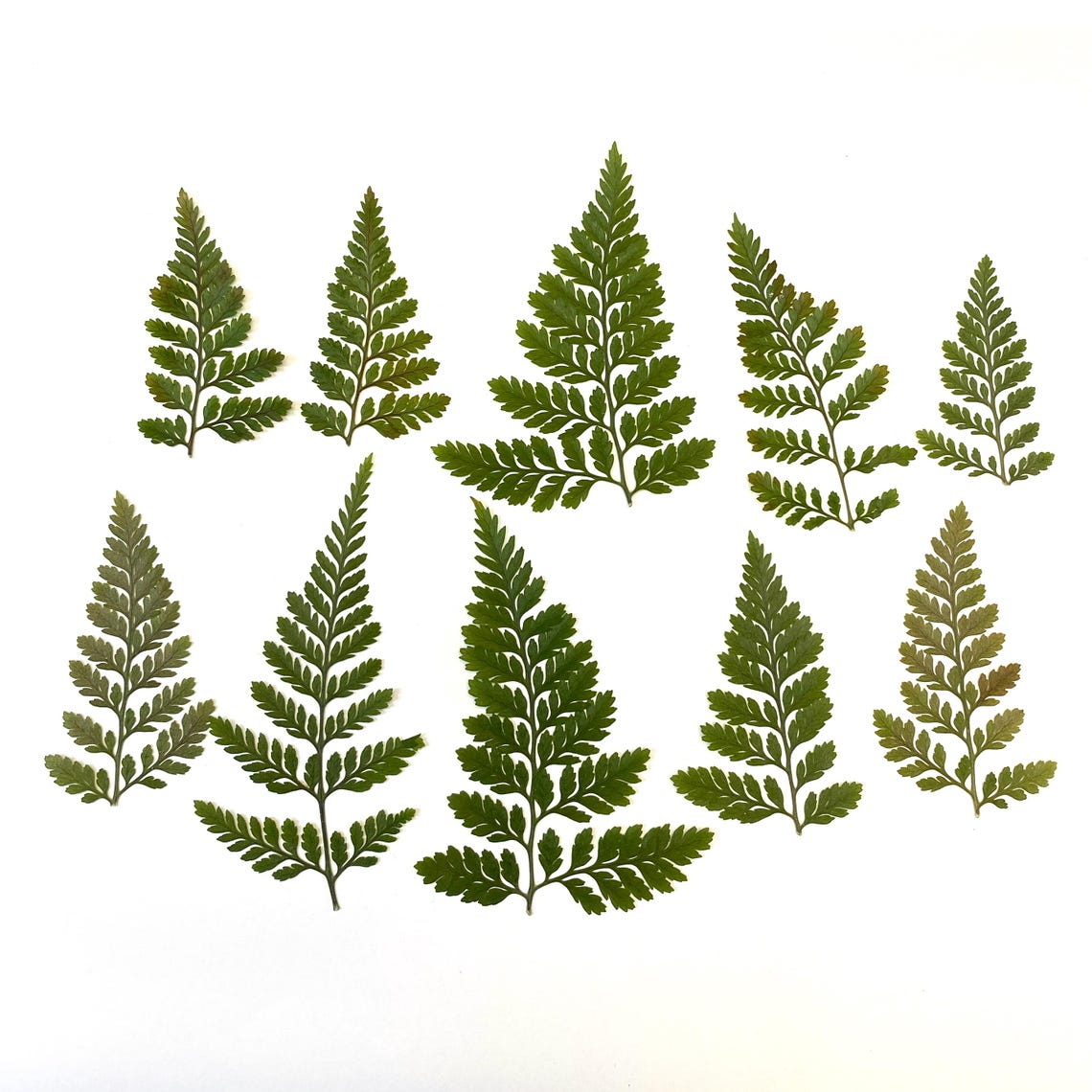 10 Beautiful Pressed Fern Leaves - Art Supply - Craft Supply ...