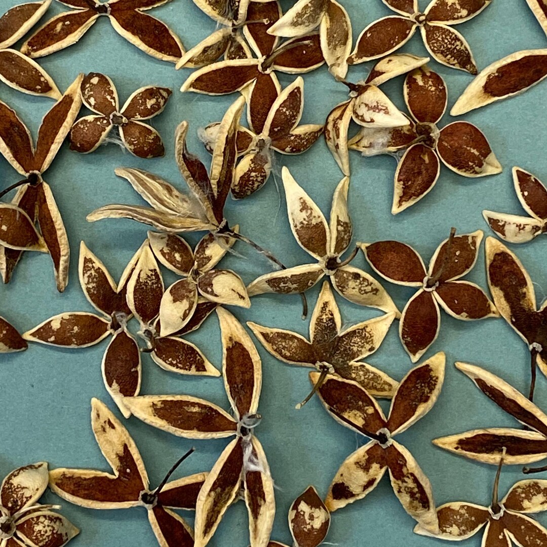 30 Unique Cottonwood Tree Seed Pods Art Supply Home Decor Natural ...