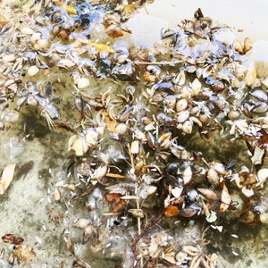 Light Blue Cottonwood Tree Seed Pod Clusters - Art Supply - Home Decor ...