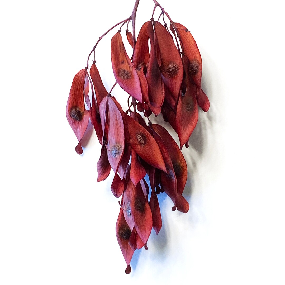 Red Tree of Heaven Seed Pod Cluster Art Supply Home Decor Natural ...