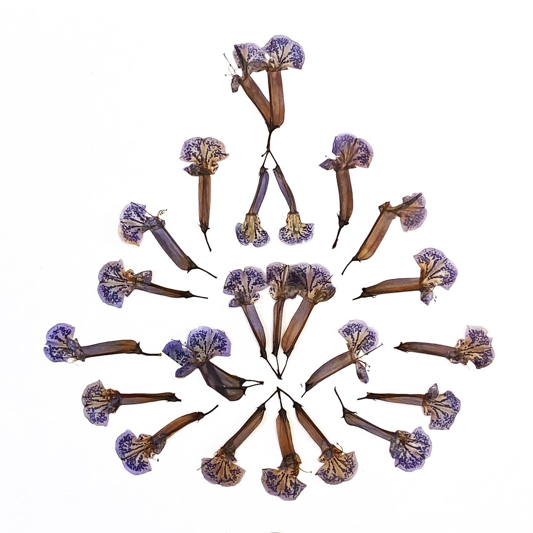 Gorgeous Set of Pressed Flowers - Natural Materials - Botanical Art ...