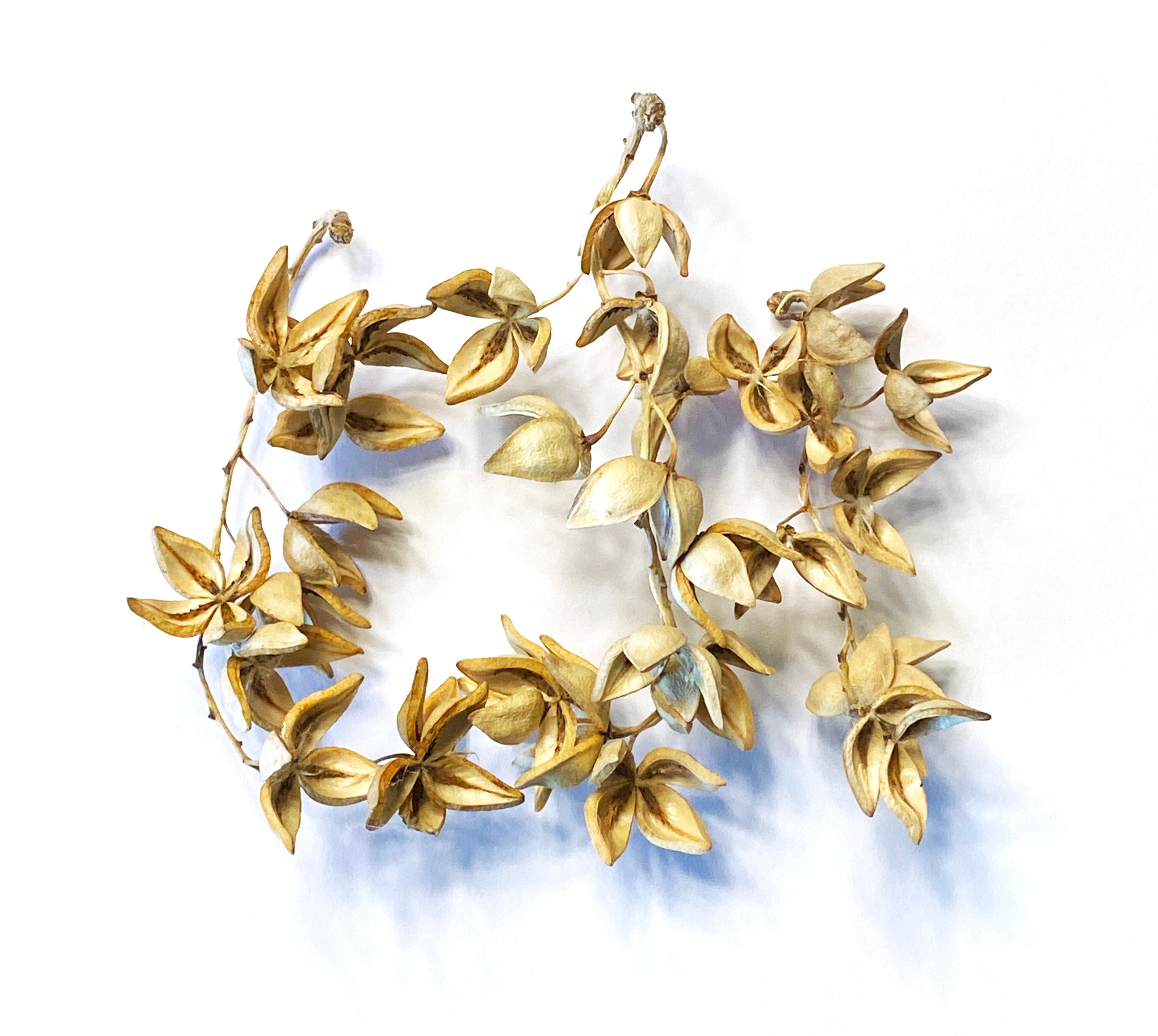Natural Cottonwood Tree Seed Pod Clusters Art Supply Home Decor Natural ...
