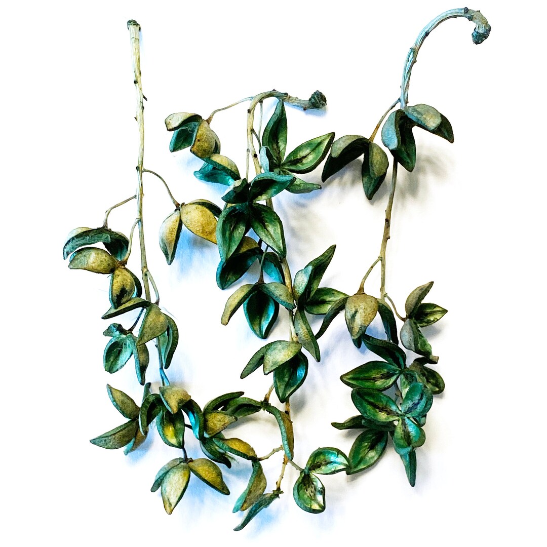 3 Green Cottonwood Tree Seed Pod Clusters - Art Supply - Home Decor ...