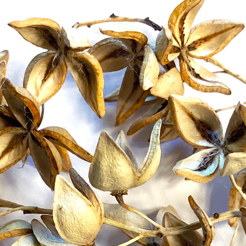 Natural Cottonwood Tree Seed Pod Clusters Art Supply Home Decor Natural ...
