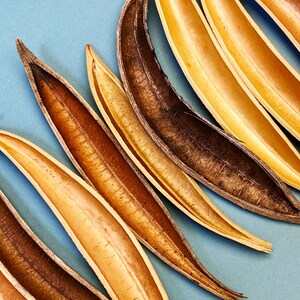 10 Small Trumpet Vine Seed Pods Craft Supplies Art Supplies Natural ...