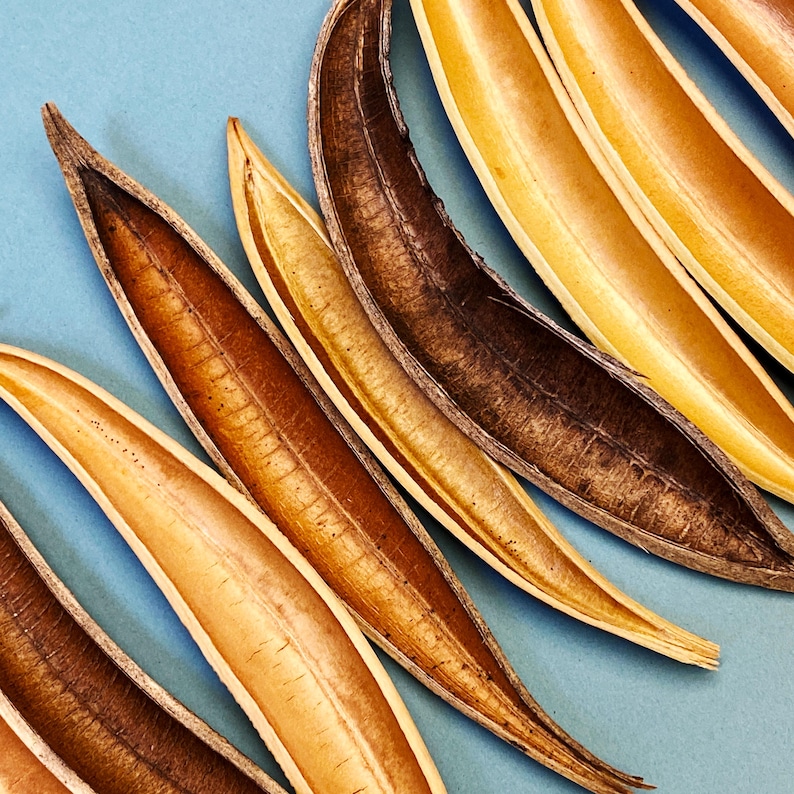 10 Small Trumpet Vine Seed Pods Craft Supplies Art Supplies Natural ...