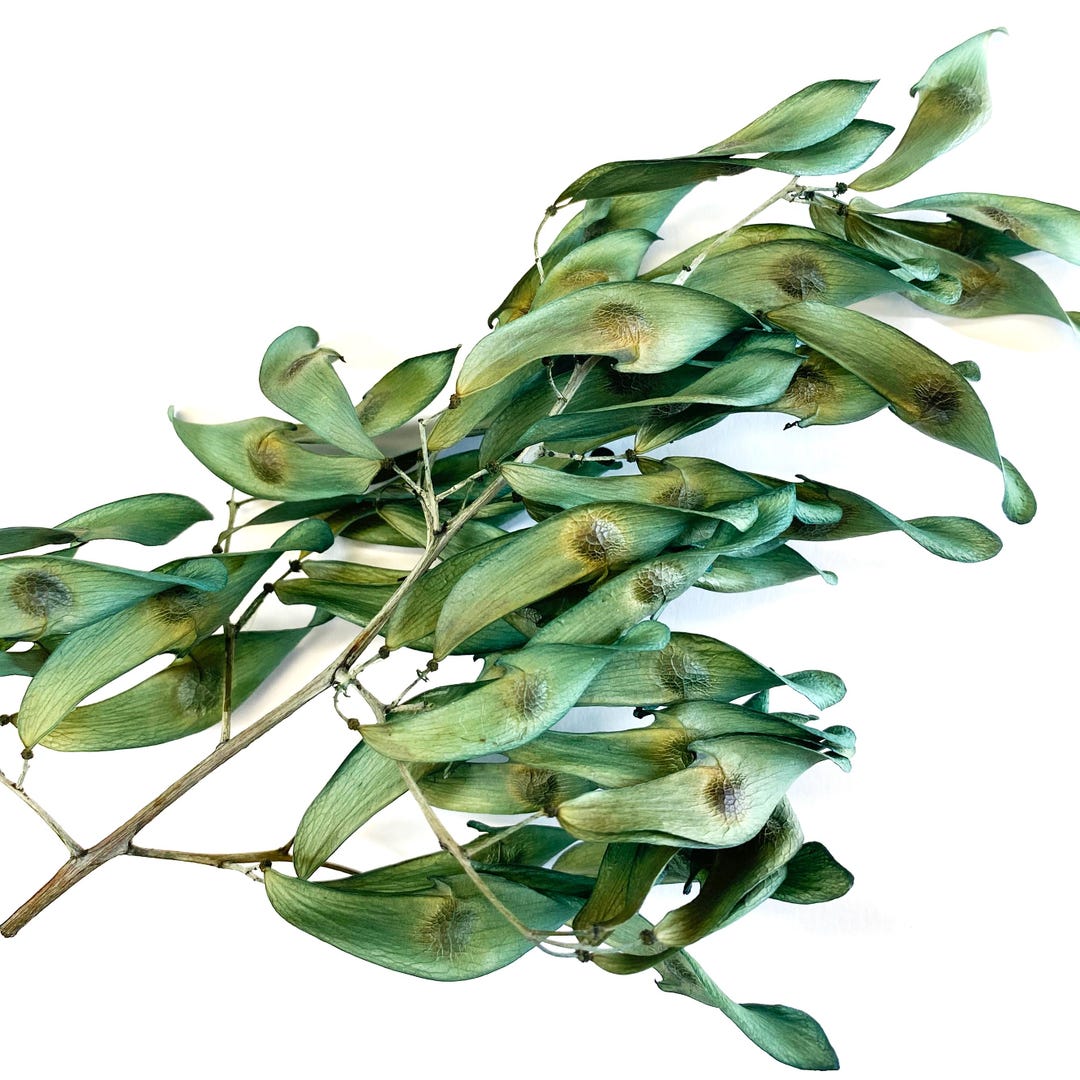 Green Tree of Heaven Seed Pod Cluster - Art Supply - Home Decor ...
