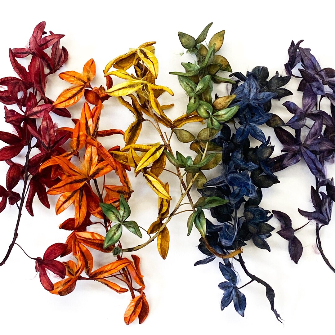 6 Rainbow Cottonwood Tree Seed Pod Clusters - Art Supply - Home Decor ...