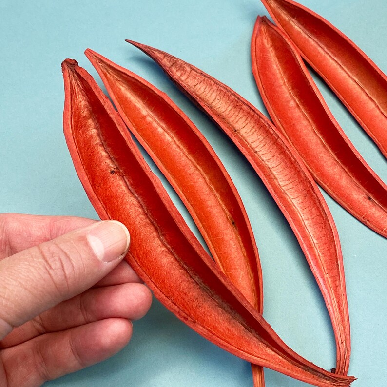 5 Coral Trumpet Vine Seed Pods - Craft Supplies - Art Supplies ...