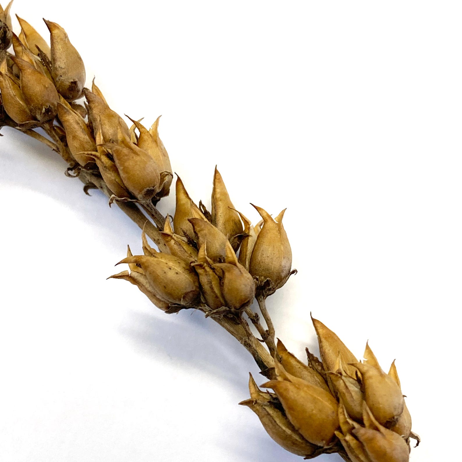 8 Penstemon Seed Pod Stalks - Natural Materials - Floral Supplies ...