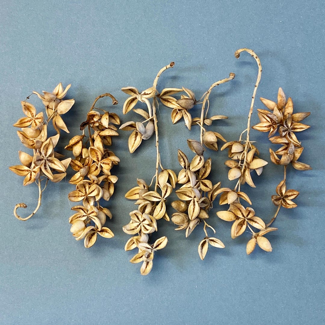 6 Natural Cottonwood Tree Seed Pod Clusters - Art Supply - Home Decor ...
