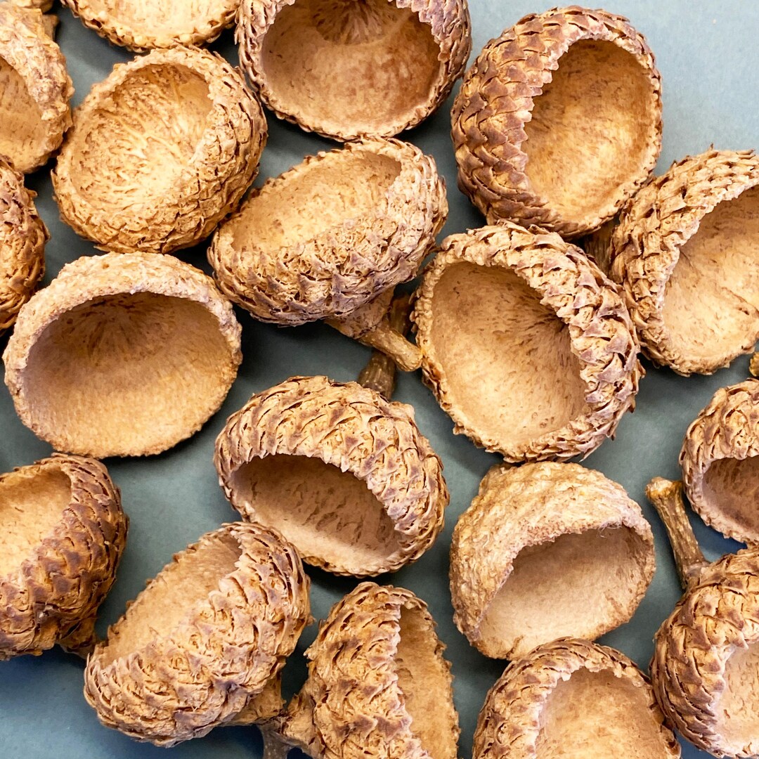 20 Weathered Acorn Caps - Art Supplies - Craft Supplies - Natural ...