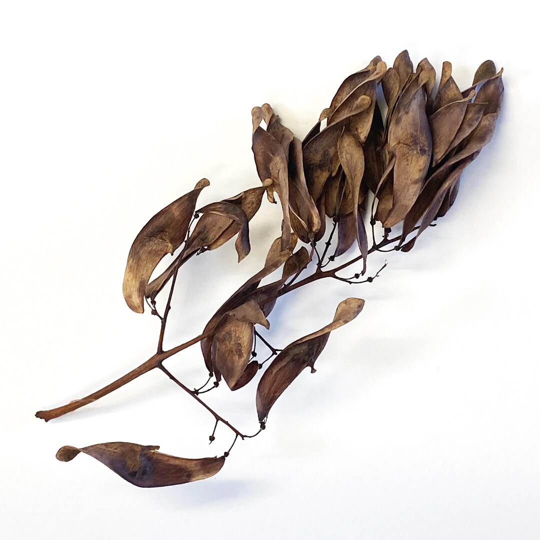 Stunning Coffee Colored Tree Of Heaven Seed Pod Cluster Art Supply stunning-coffee-colored-tree-of-heaven-seed-pod-cluster-art-supply