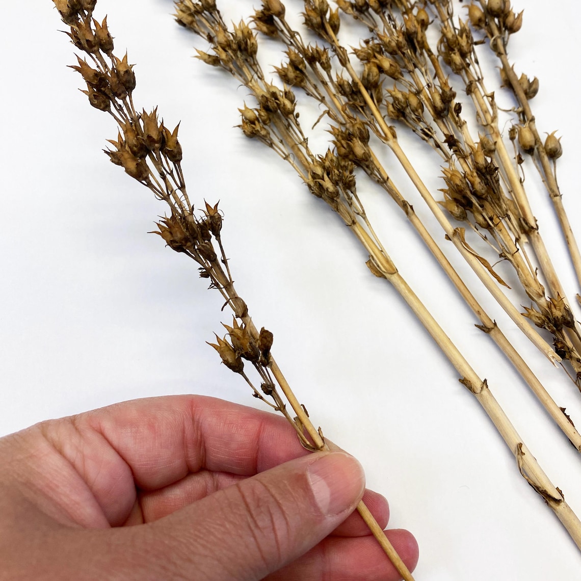 8 Penstemon Seed Pod Stalks - Natural Materials - Floral Supplies ...