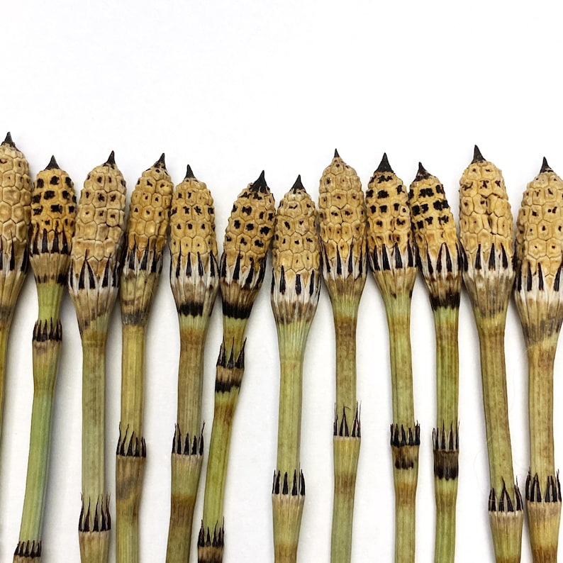 20 Horse Reed Seed Pods Natural Materials Craft Supplies Art Supplies ...