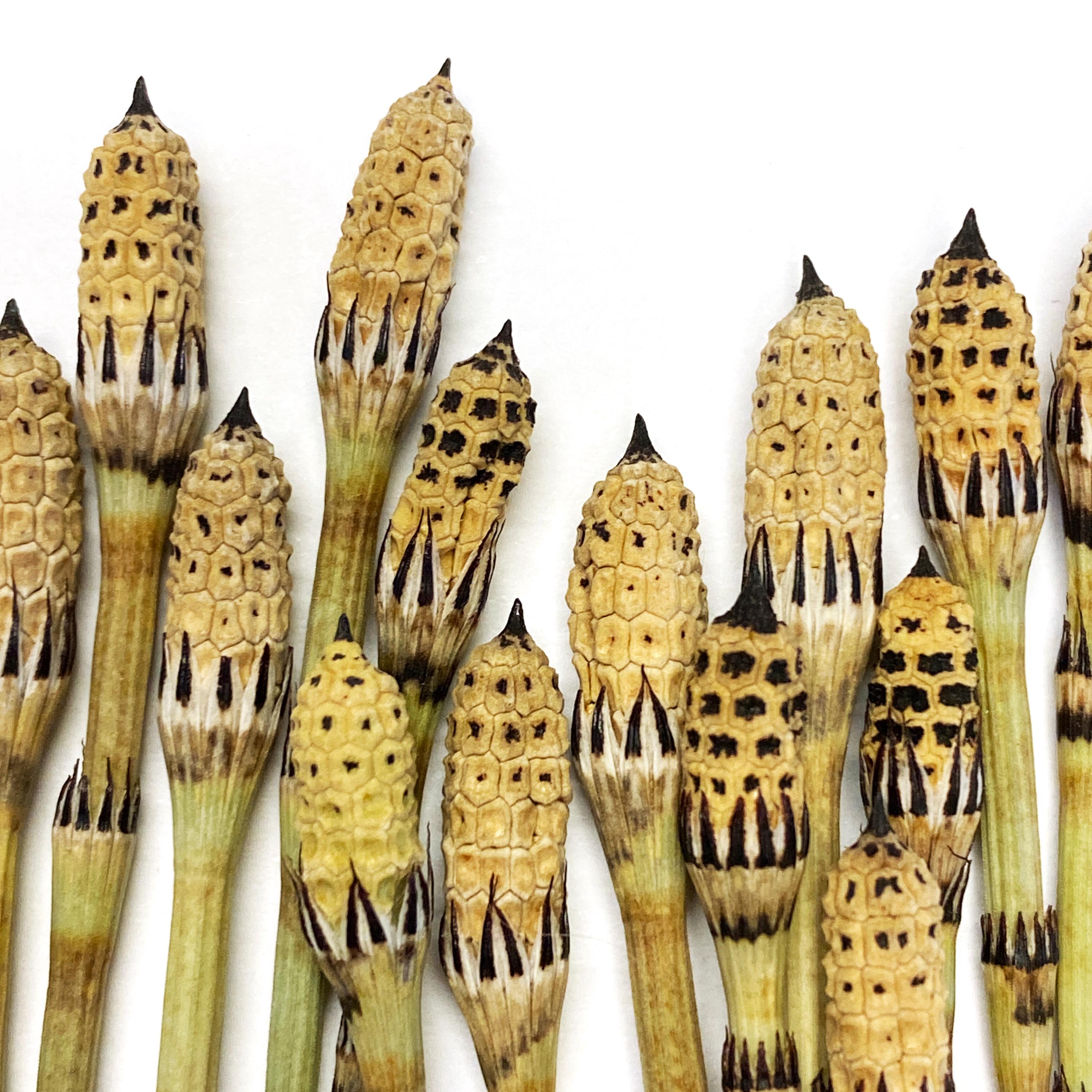 20 Horse Reed Seed Pods - Natural Materials - Craft Supplies - Art ...