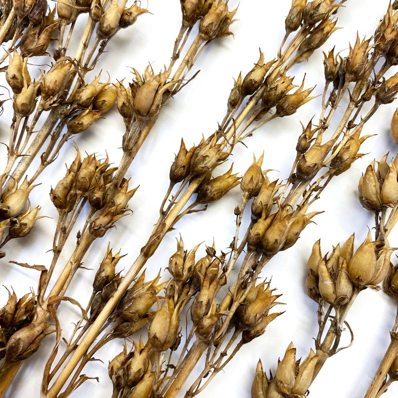 8 Penstemon Seed Pod Stalks - Natural Materials - Floral Supplies ...