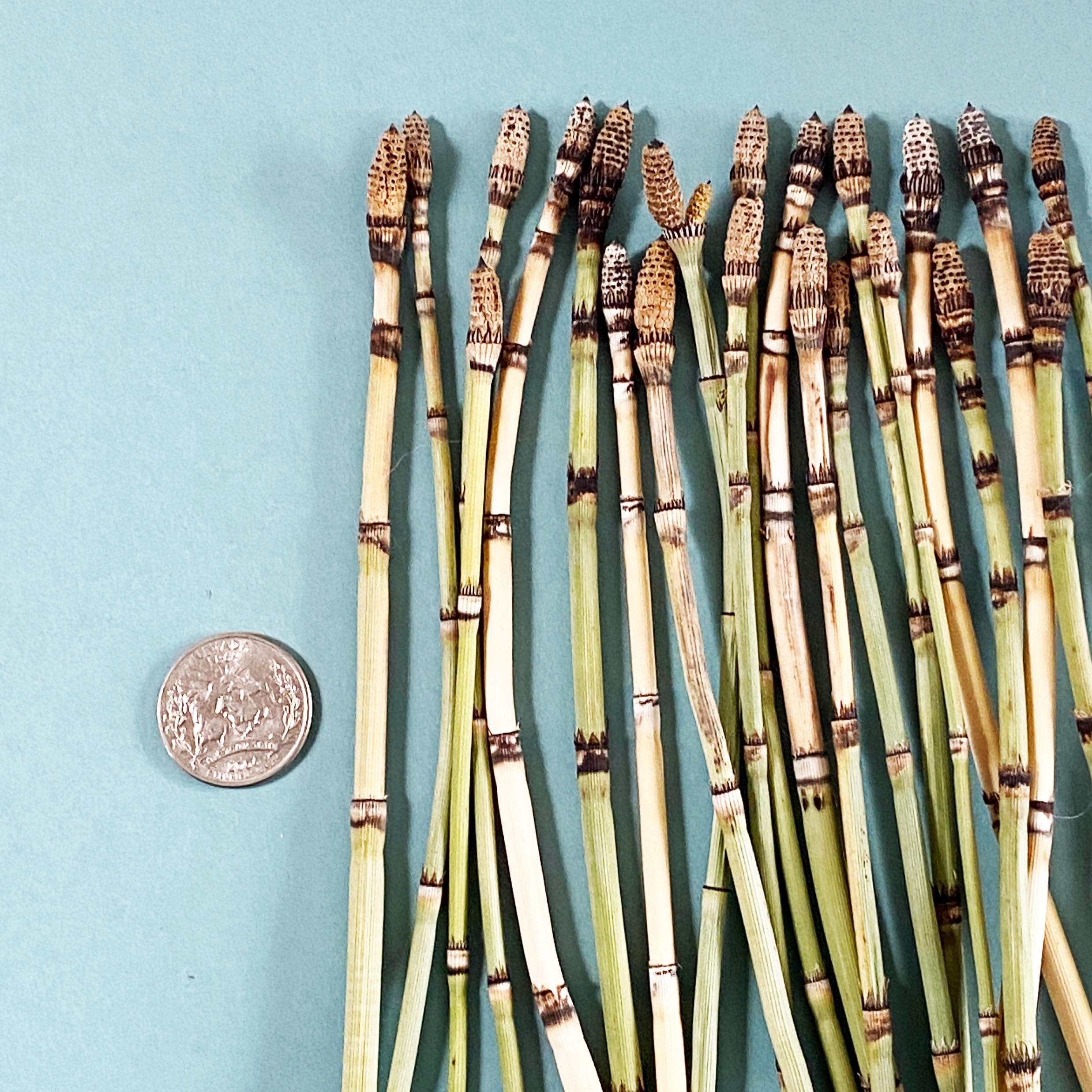 20 Horse Reed Seed Pods - Natural Materials - Craft Supplies - Art ...