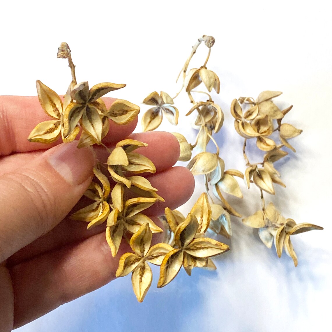 Natural Cottonwood Tree Seed Pod Clusters Art Supply Home Decor Natural ...