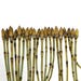 20 Horse Reed Seed Pods - Natural Materials - Craft Supplies - Art ...