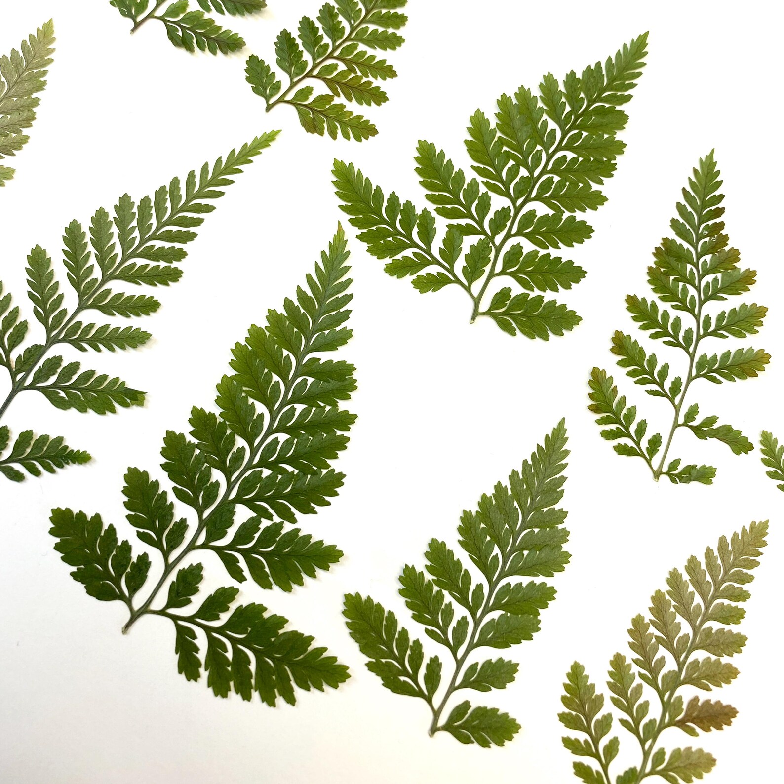10 Beautiful Pressed Fern Leaves - Art Supply - Craft Supply ...