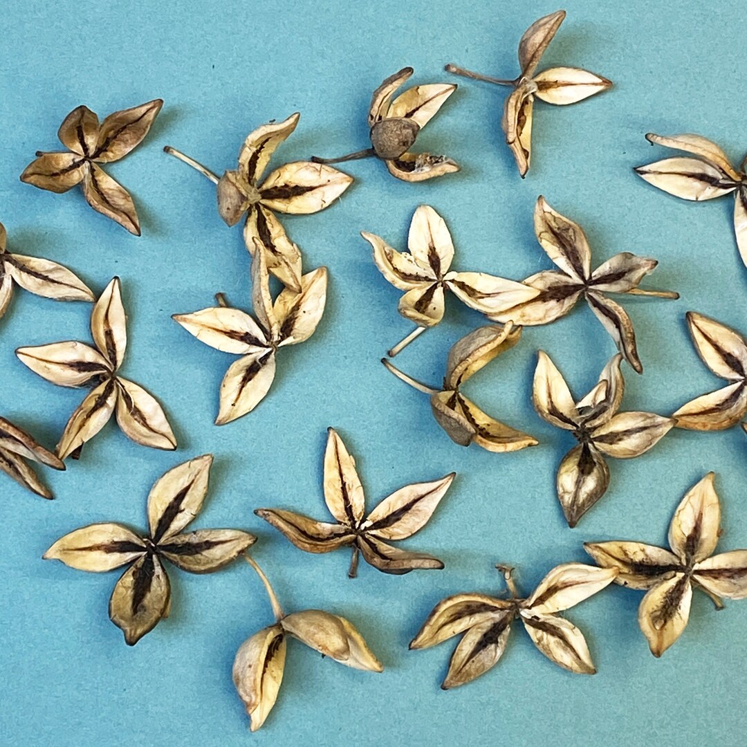 20 Cottonwood Tree Seed Pods - Art Supply - Home Decor - Natural ...