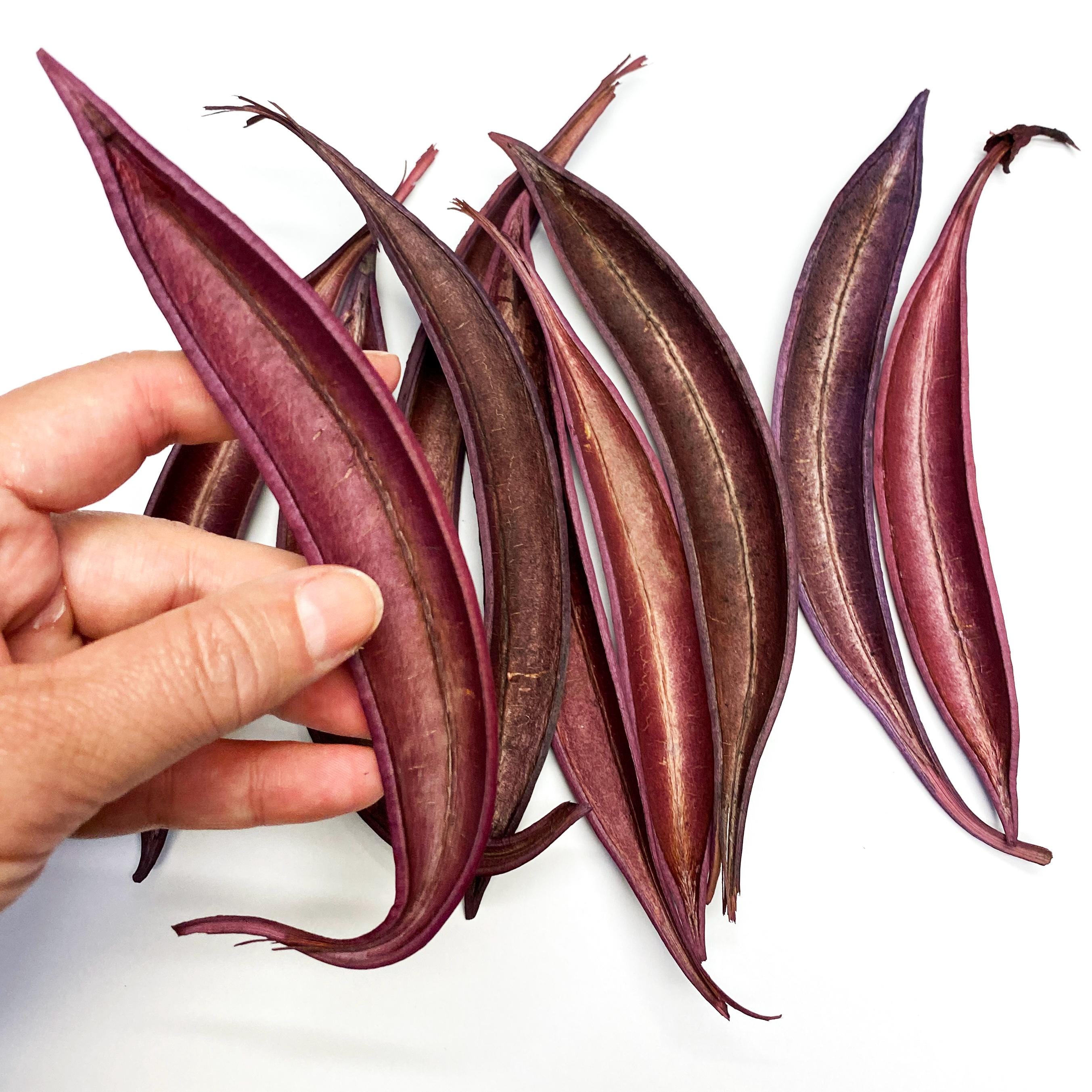 10 Burgundy Trumpet Vine Seed Pods Natural Materials Floral Supplies ...