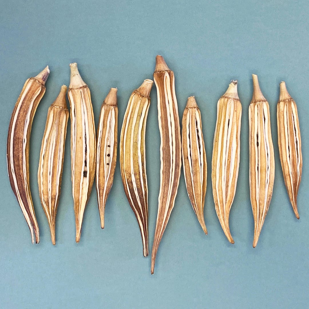 10 Gorgeous Okra Seed Pods - Home Decor - Art Supplies - Craft Supplies ...