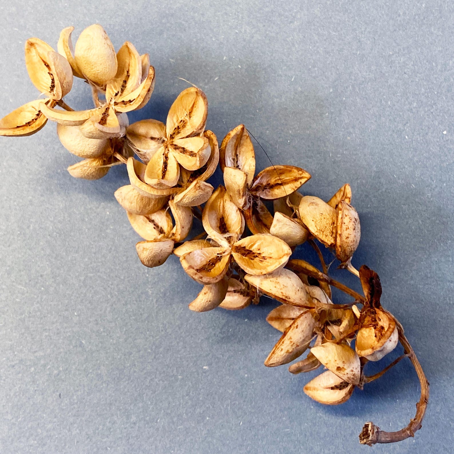 6 Natural Cottonwood Tree Seed Pod Clusters - Art Supply - Home Decor ...