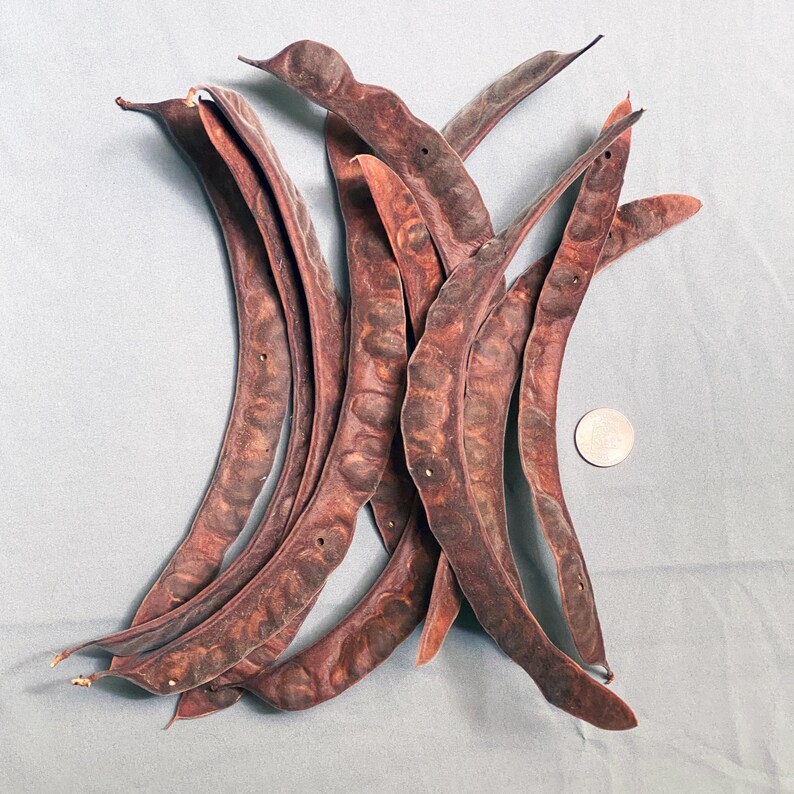 Honey Locust Tree Seed Pods - Large Seed Pods - Art Supplies - Crafting ...