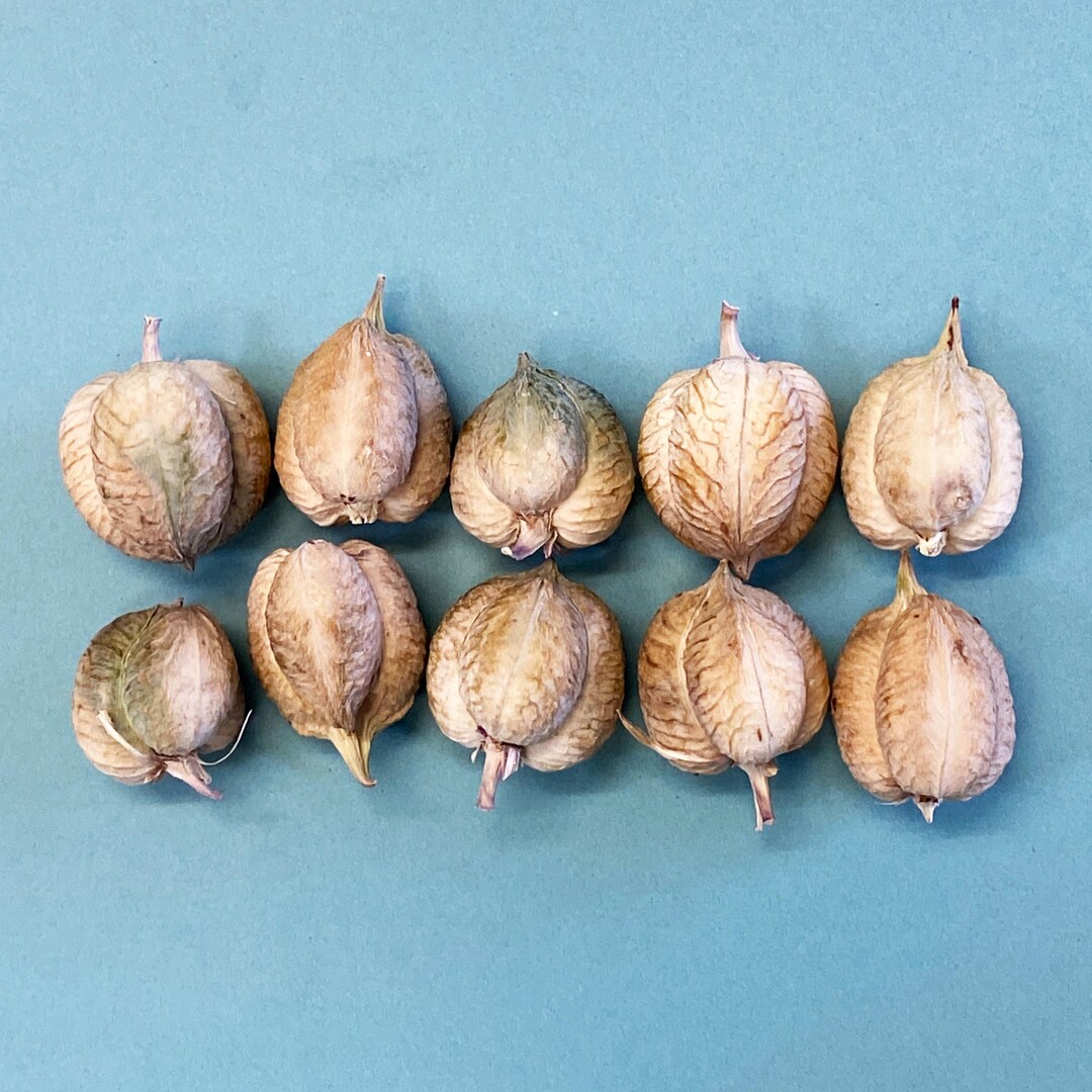 10 Beautiful Red Yucca Seed Pods - Unique Seed Pods - Desert Seed Pods ...