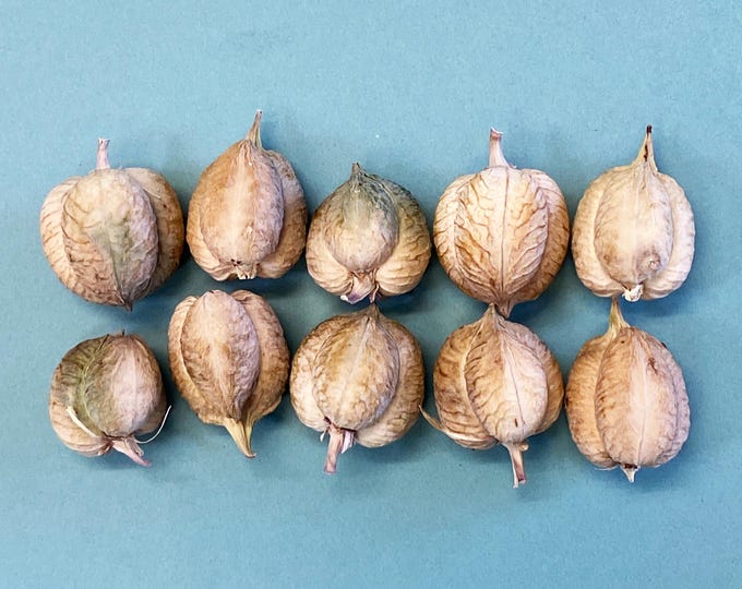 10 Beautiful Red Yucca Seed Pods - Unique Seed Pods - Desert Seed Pods ...