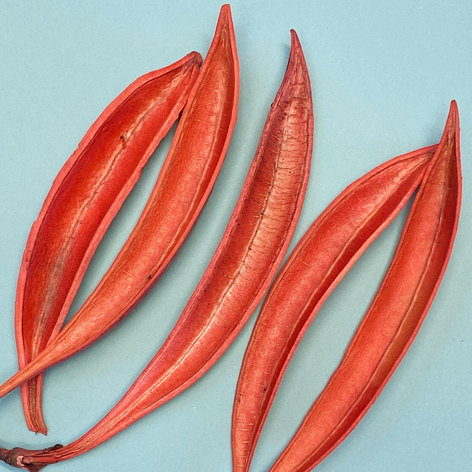 5 Coral Trumpet Vine Seed Pods - Craft Supplies - Art Supplies ...