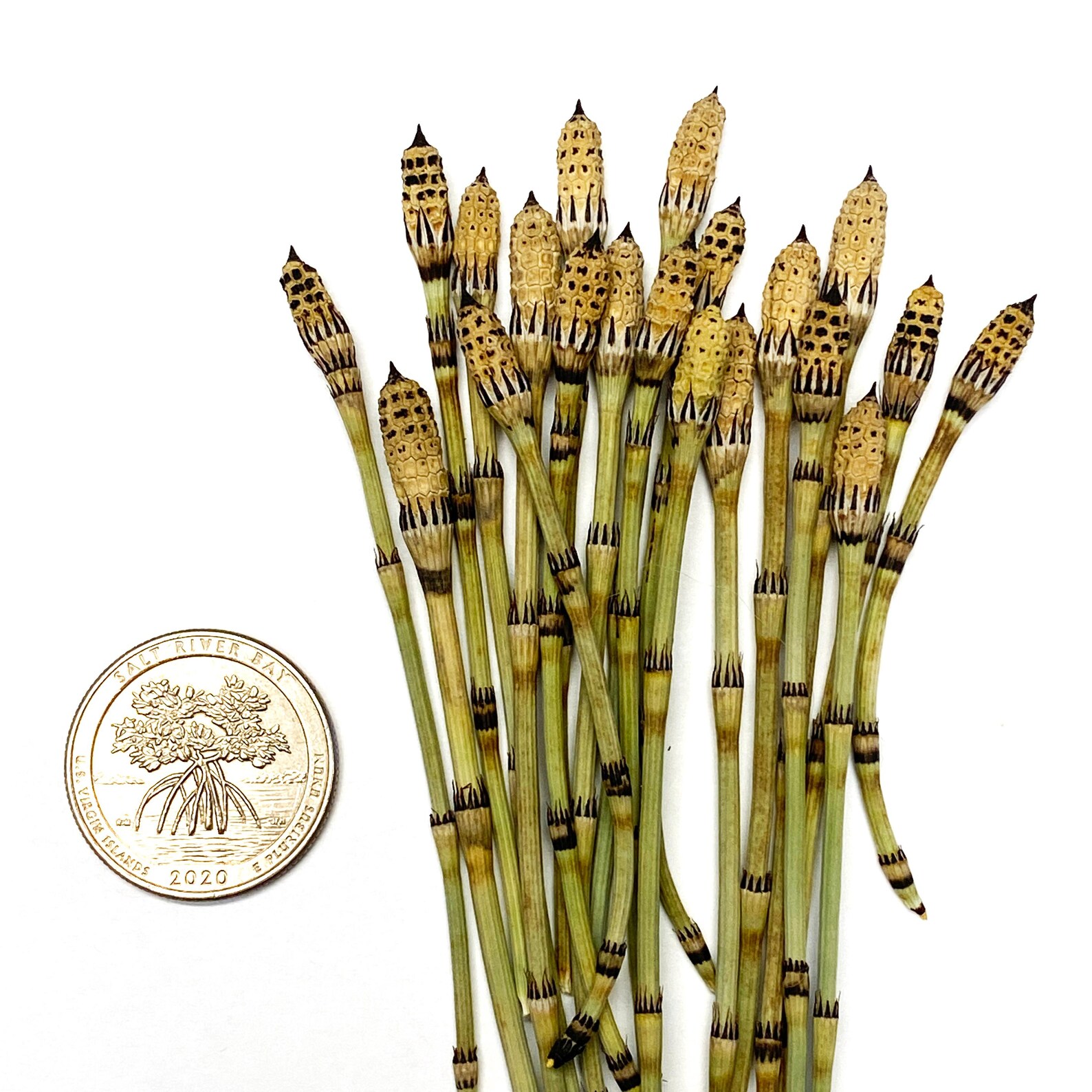 20 Horse Reed Seed Pods - Natural Materials - Craft Supplies - Art ...