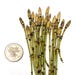 20 Horse Reed Seed Pods - Natural Materials - Craft Supplies - Art ...