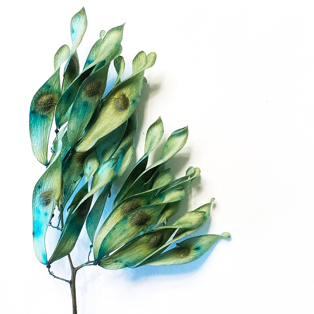 Blue Tree of Heaven Seed Pod Clusters Art Supply Home Decor Natural ...