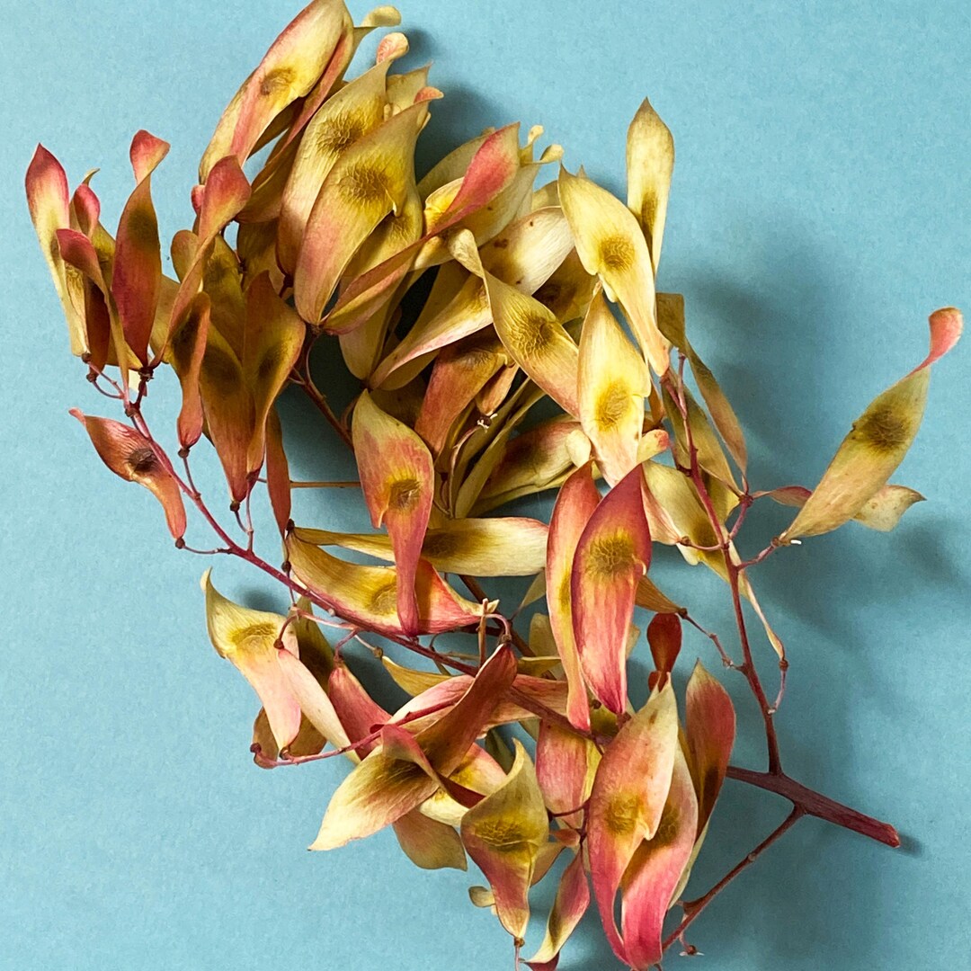 2 Natural Green and Pink Tree of Heaven Seed Pod Clusters - Art Supply ...