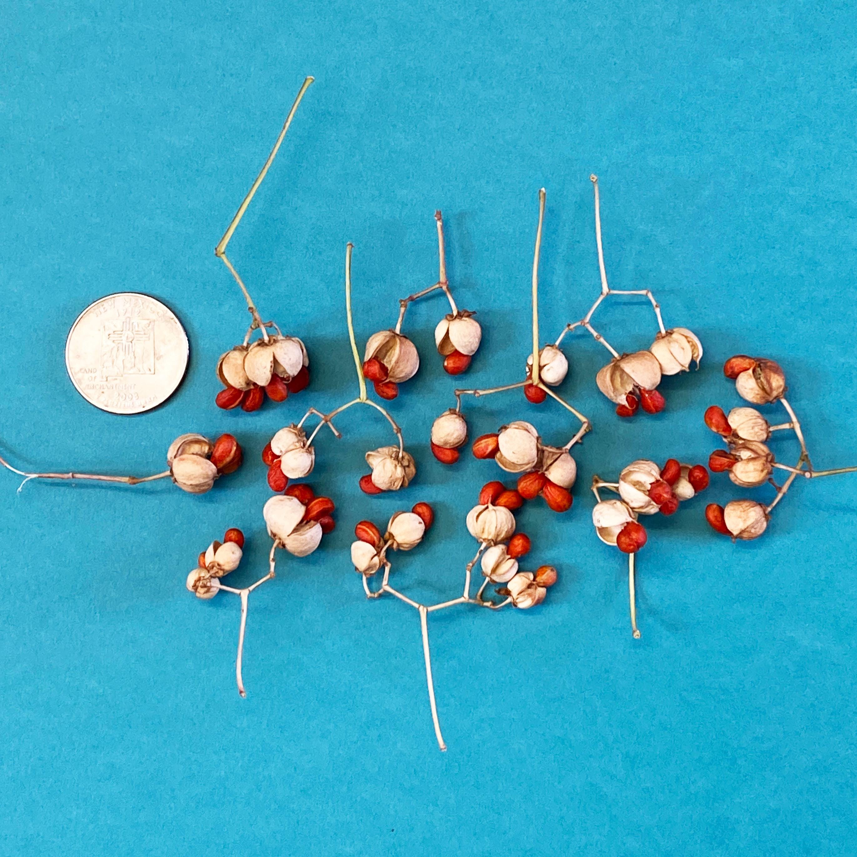 Stunning Burning Bush Seed Pods - Natural Material - Dried Seed Pods ...