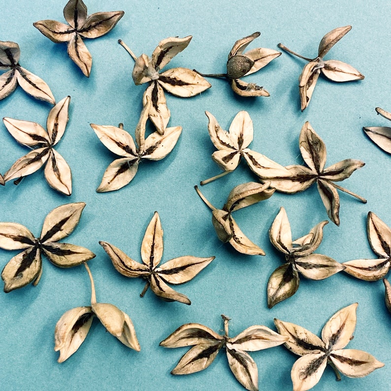 20 Cottonwood Tree Seed Pods - Art Supply - Home Decor - Natural ...