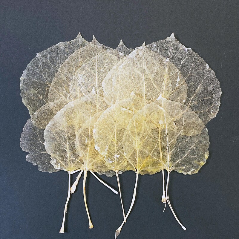 Skeleton Leaf Art - Etsy