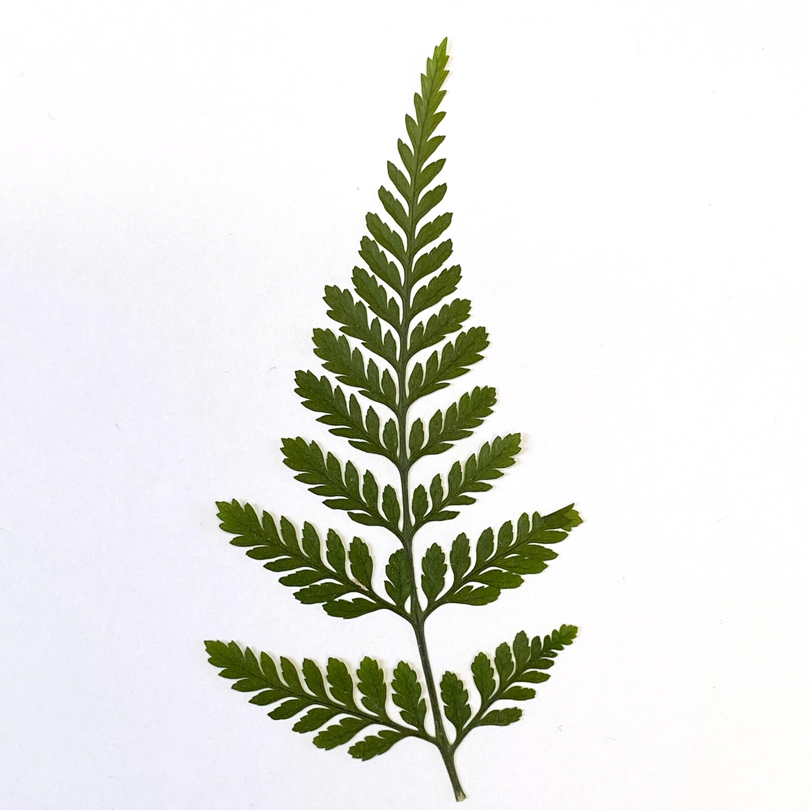 10 Beautiful Pressed Fern Leaves - Art Supply - Craft Supply ...