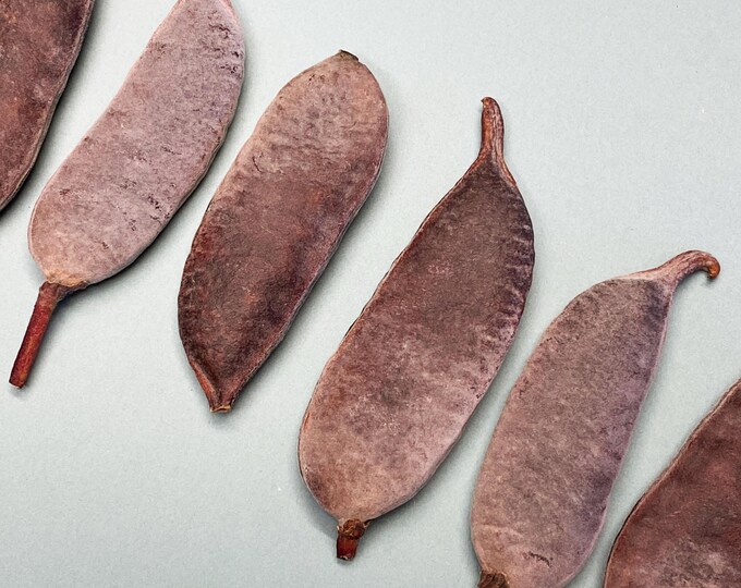 6 Beautiful Kentucky Coffee Tree Seed Pods - Purple/brown - Art Supply ...