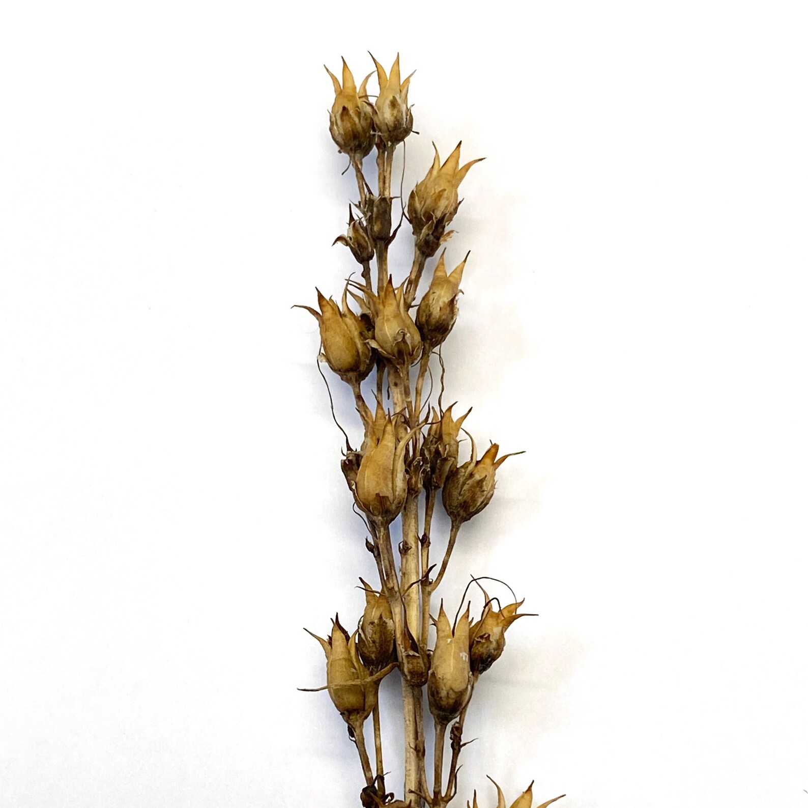8 Penstemon Seed Pod Stalks - Natural Materials - Floral Supplies ...