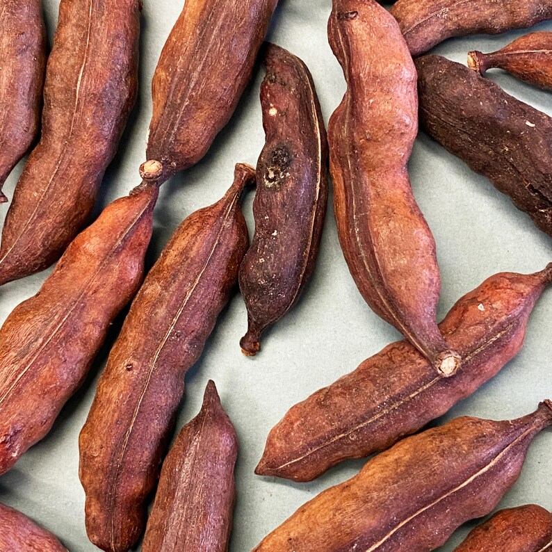 20 Seed Pods - Unique Seed Pods - Desert Seed Pods - Art Supplies ...