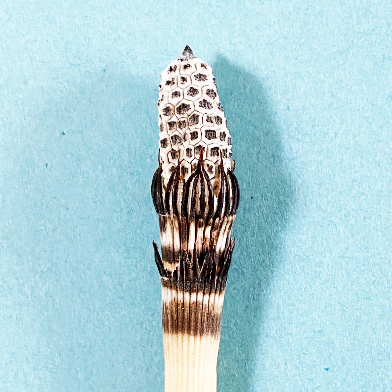 20 Horse Reed Seed Pods - Natural Materials - Craft Supplies - Art ...