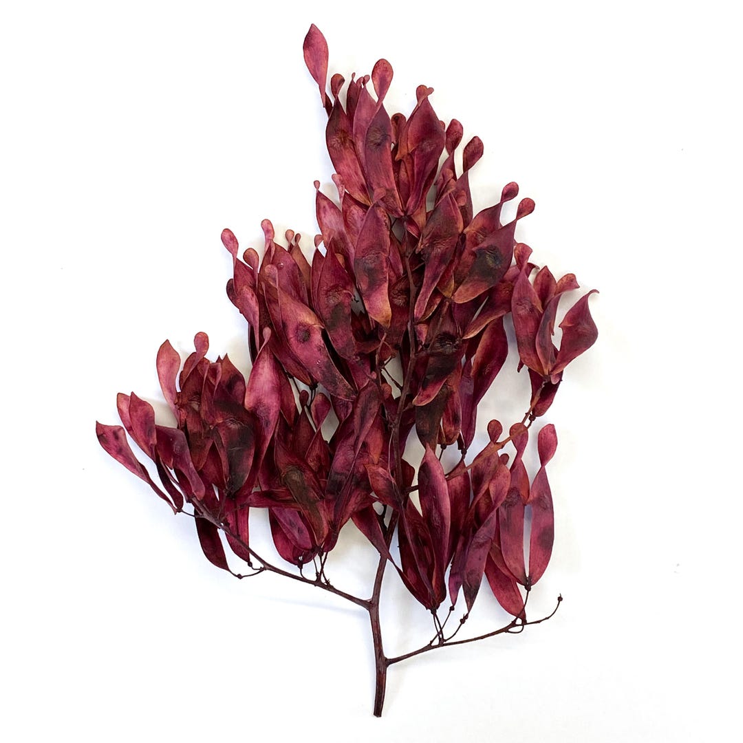 Beautiful Maroon Tree of Heaven Seed Pod Cluster - Art Supply - Home ...